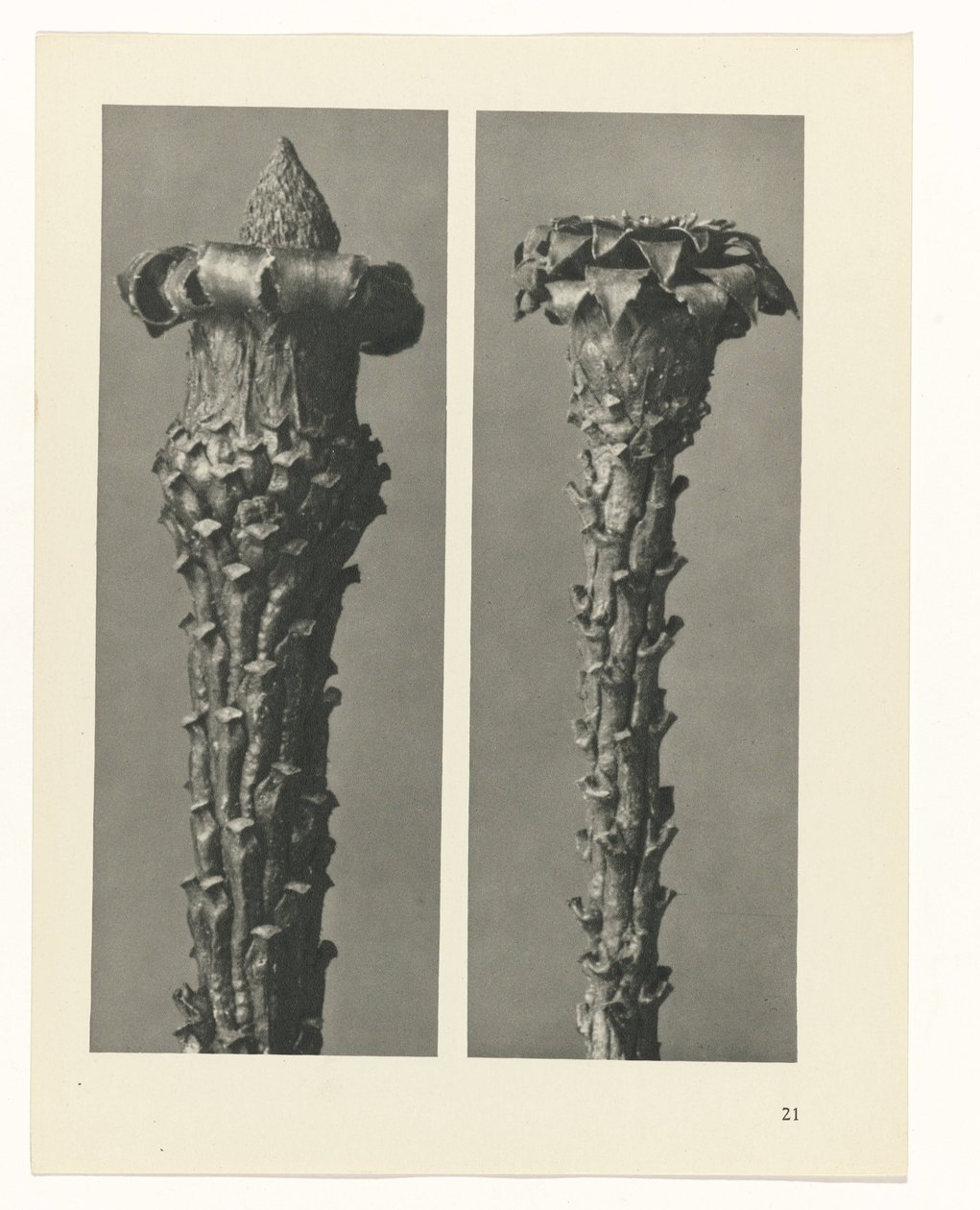 Plant Study (Urformen der Kunst series) by Karl Blossfeldt