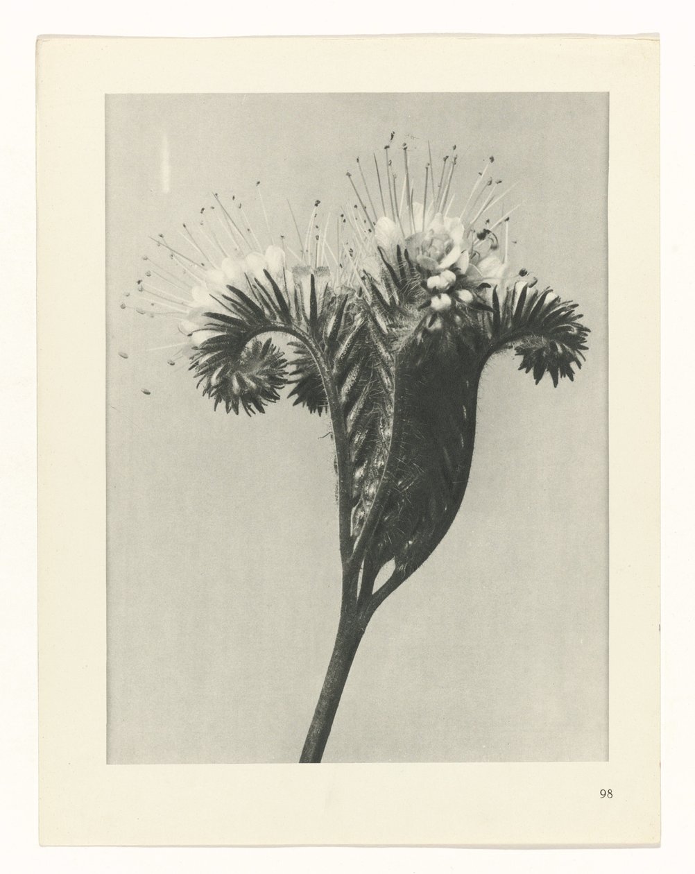 Plant Study (Urformen der Kunst series) by Karl Blossfeldt