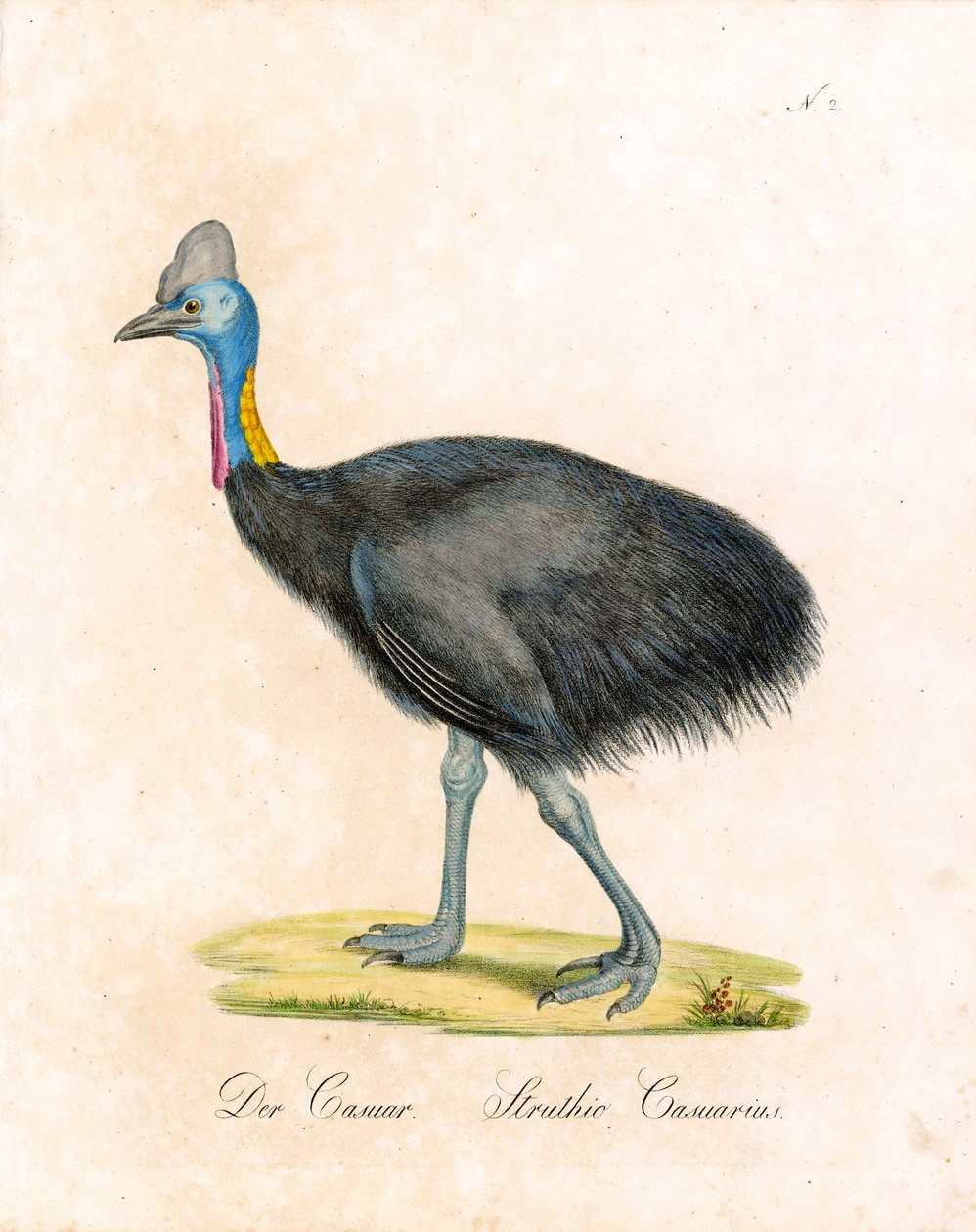 The Cassowary by Karl Joseph Brodtmann: Buy fine art prints