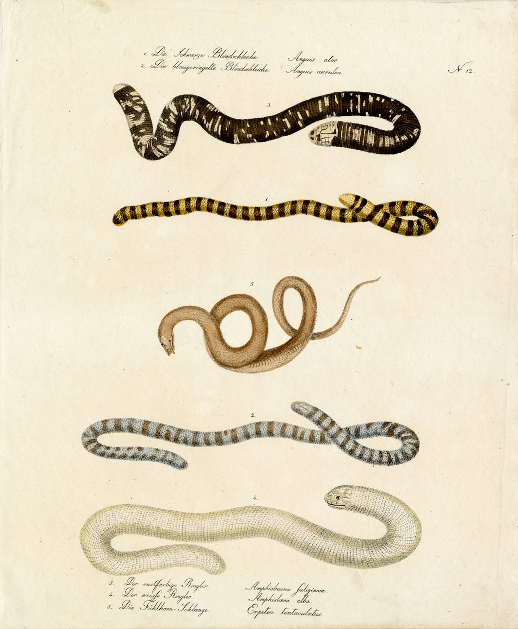 Various Slow Worms and Colubrid Snakes