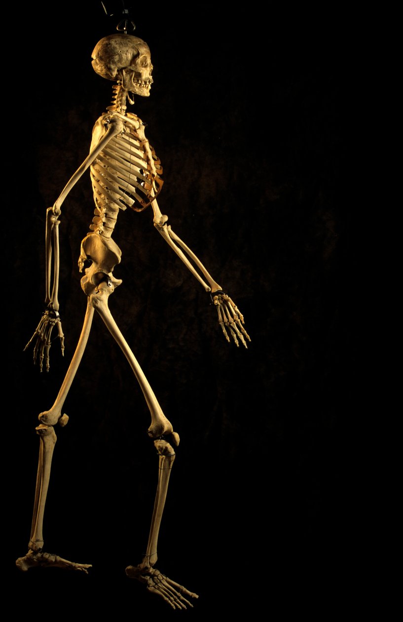 Scientific study Modern Human skeleton, George Washington University