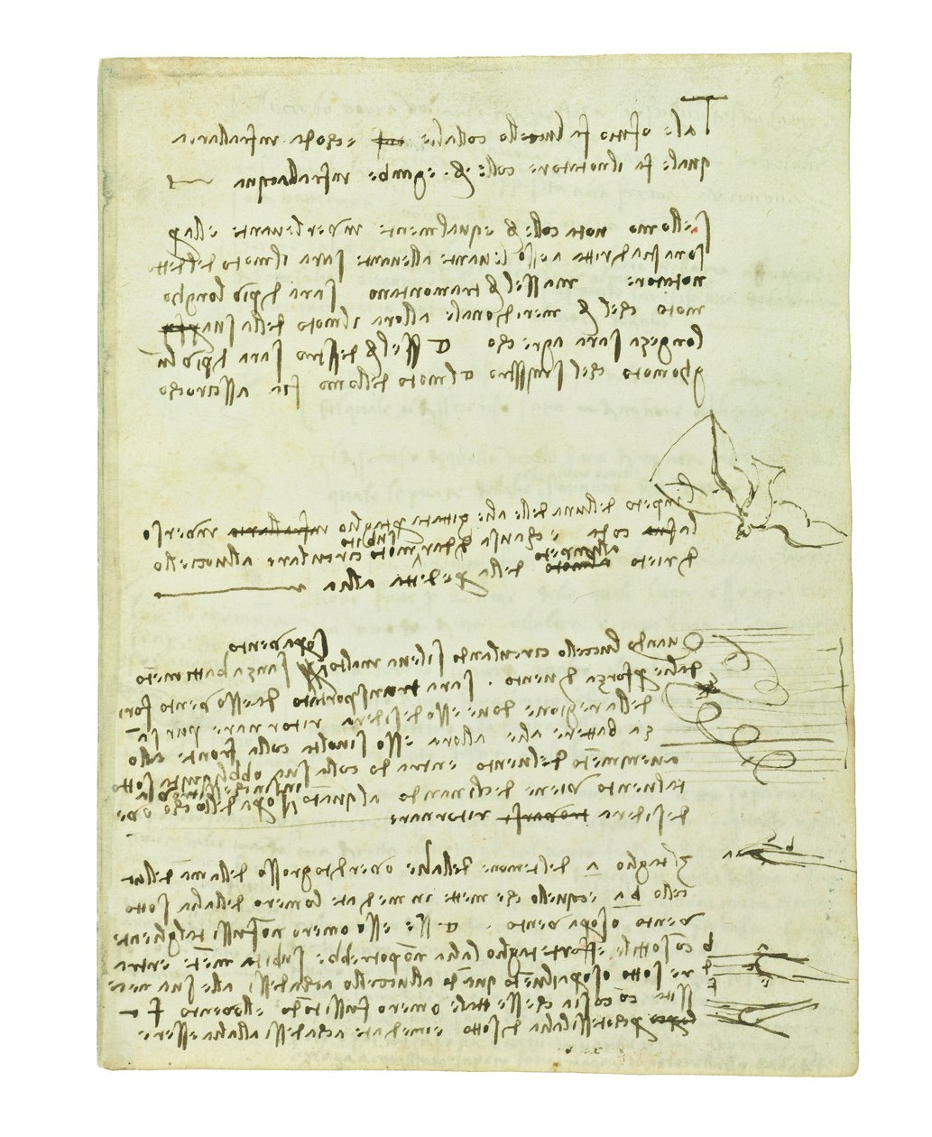 Codex on the Flight of Birds, Folio 10 Recto