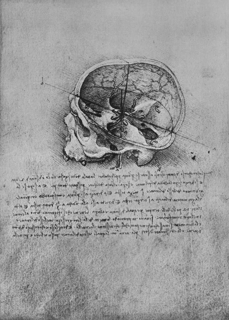 Anatomical Drawing of a Skull to the Left, c1480, 1945