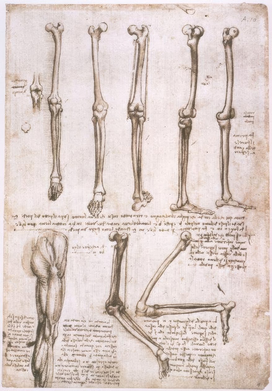 Anatomical Studies by Leonardo da Vinci: Fine art print
