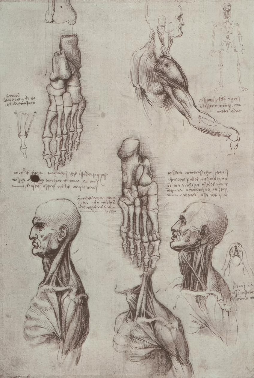 Da Vinci Drawings Anatomy