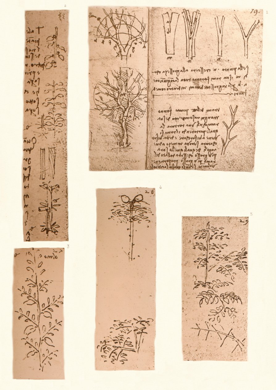Five Drawings Illustrating the Elements of Landscape Painting, c. 1472-c. 1519, 1883