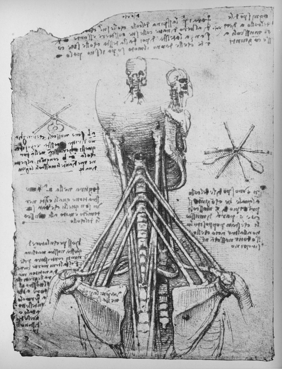 Study of the Back View of a Skeleton, Showing the Tendons of the Neck