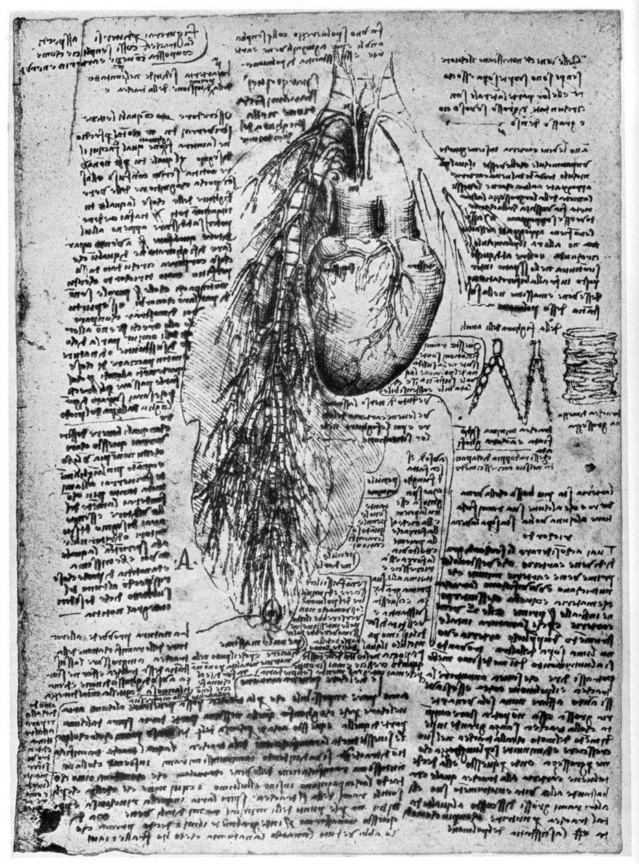 Study of the heart and the bronchial arteries, late 15th or early 16th ...