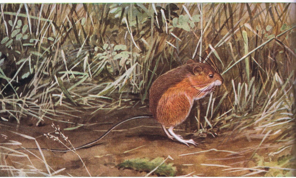 Meadow Jumping Mouse, Tiny Mouse but Can Leap Eight Feet in Length