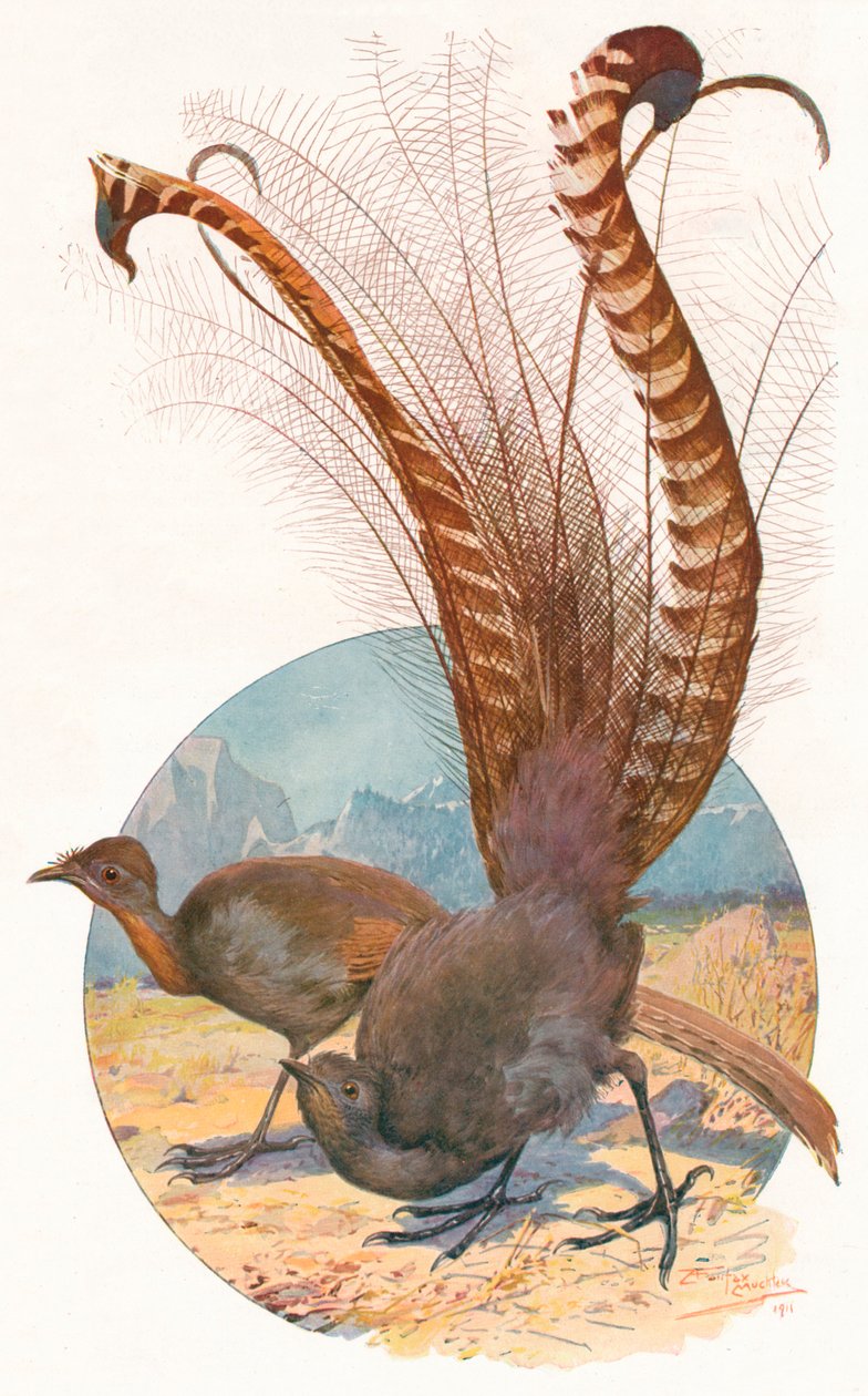 Lyre Birds by Louis Fairfax Muckley: Buy fine art prints