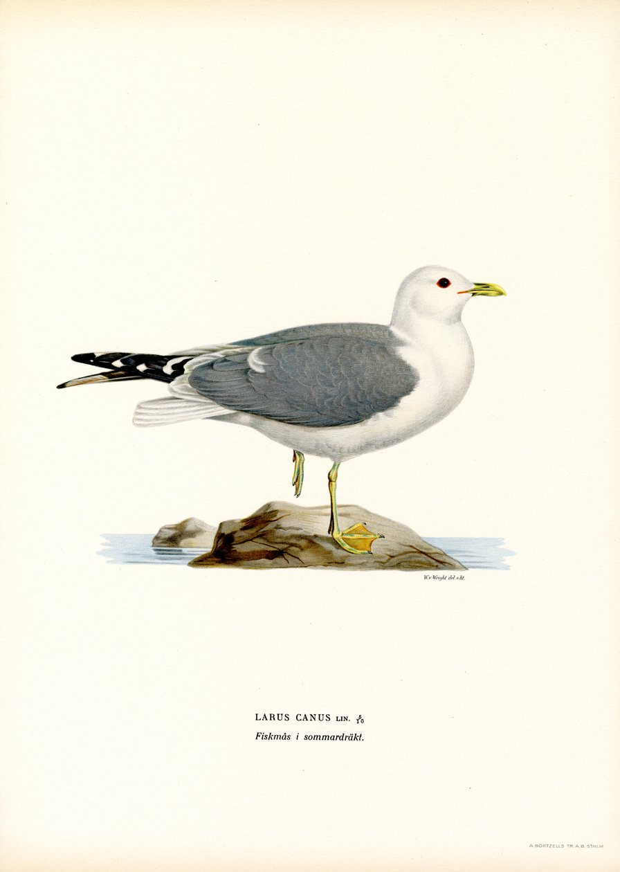 Common Gull (colour litho)