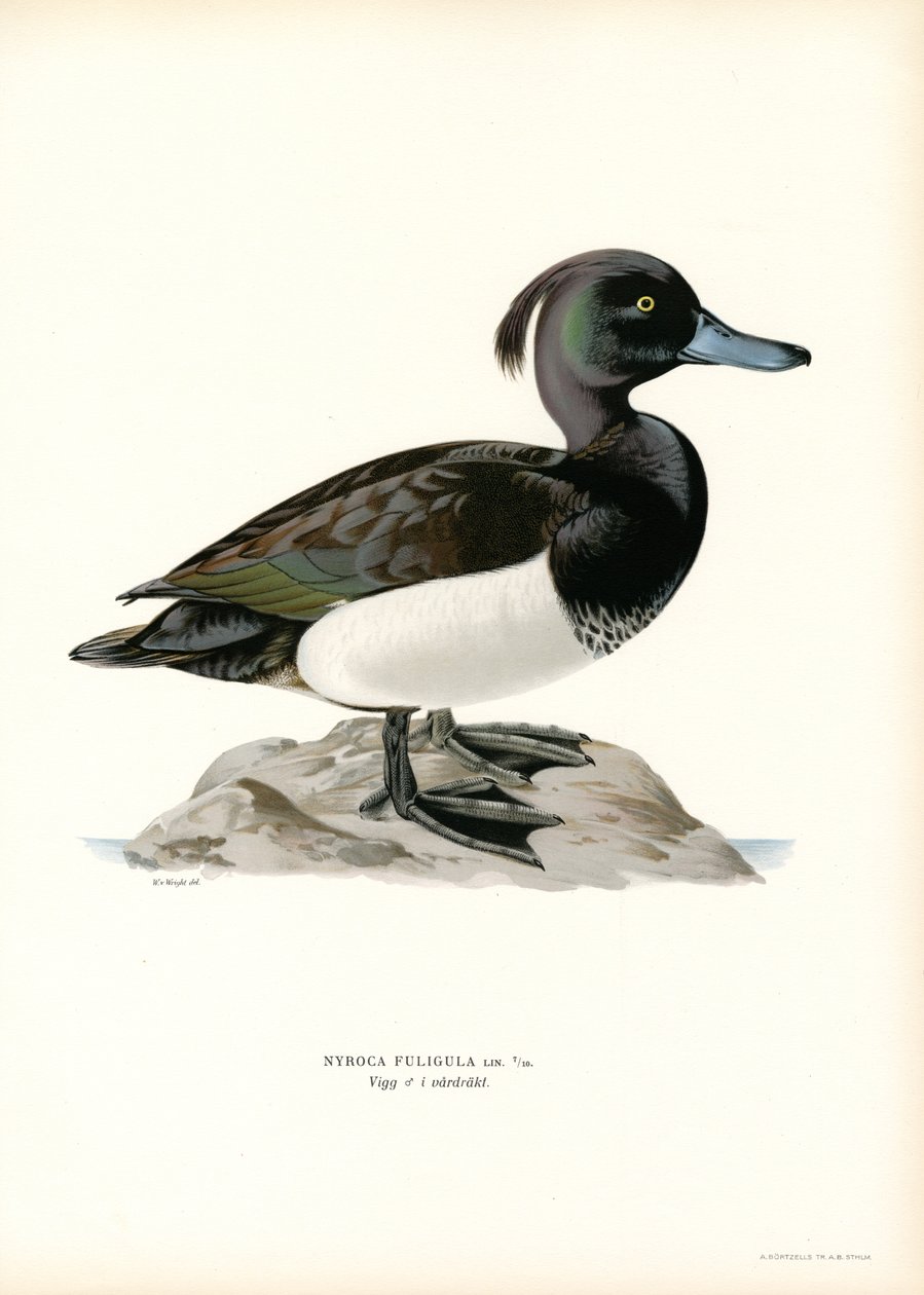 Tufted Duck by Magnus Ferdinand and Wilhelm von Wright