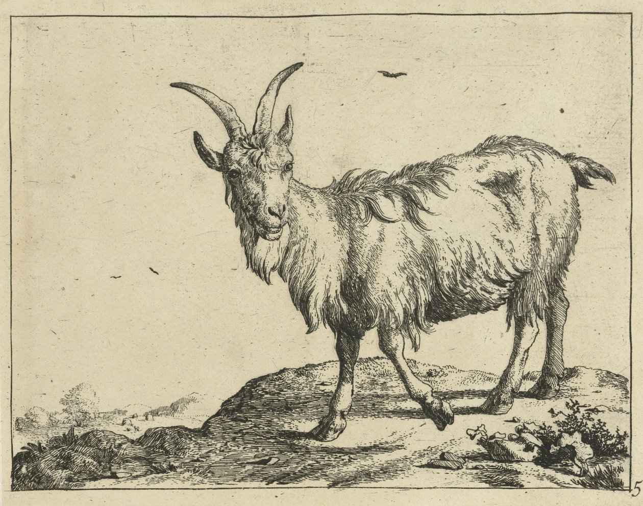 Standing Goat from the Front by Marcus de Bye