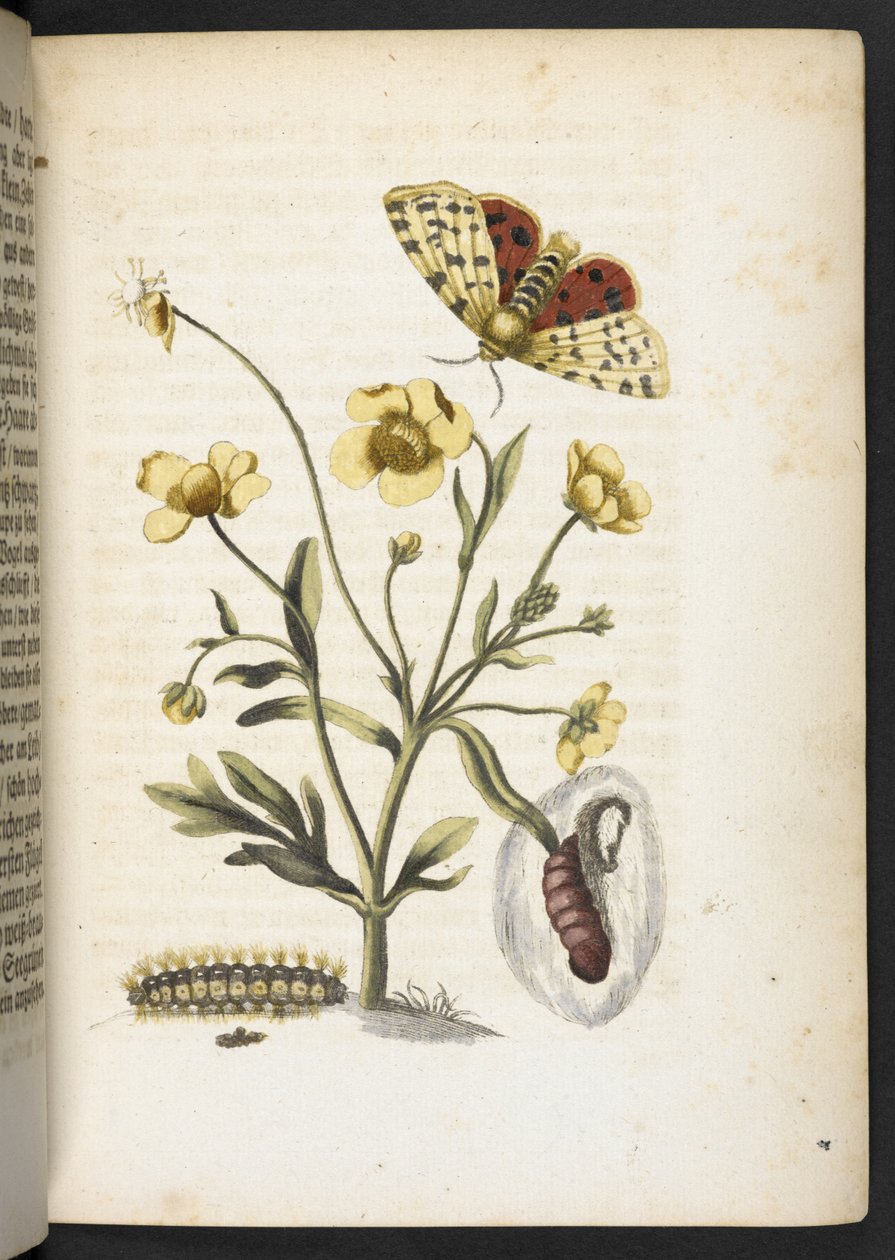 The Caterpillar's Wonderful Transformation and Strange Flower Food