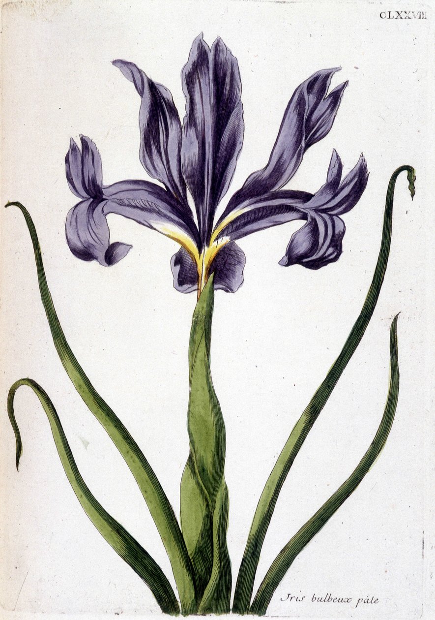 Unknown Image by Maria Sibylla Merian: Buy fine art print