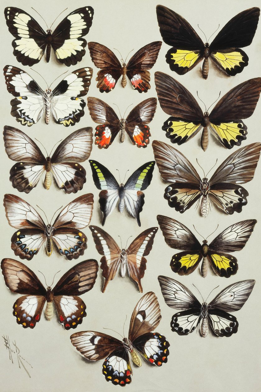 Fifteen Swallowtail Butterflies in Three Columns