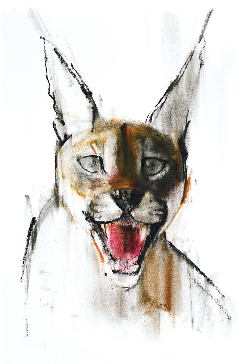 Cat Snarl Drawing