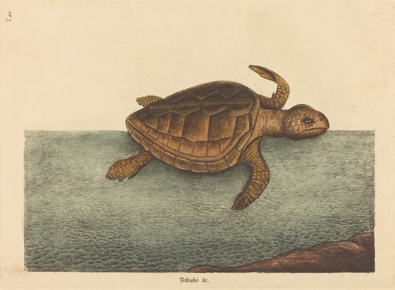 The Loggerhead Turtle (Testudo Cavanna) by Mark Catesby