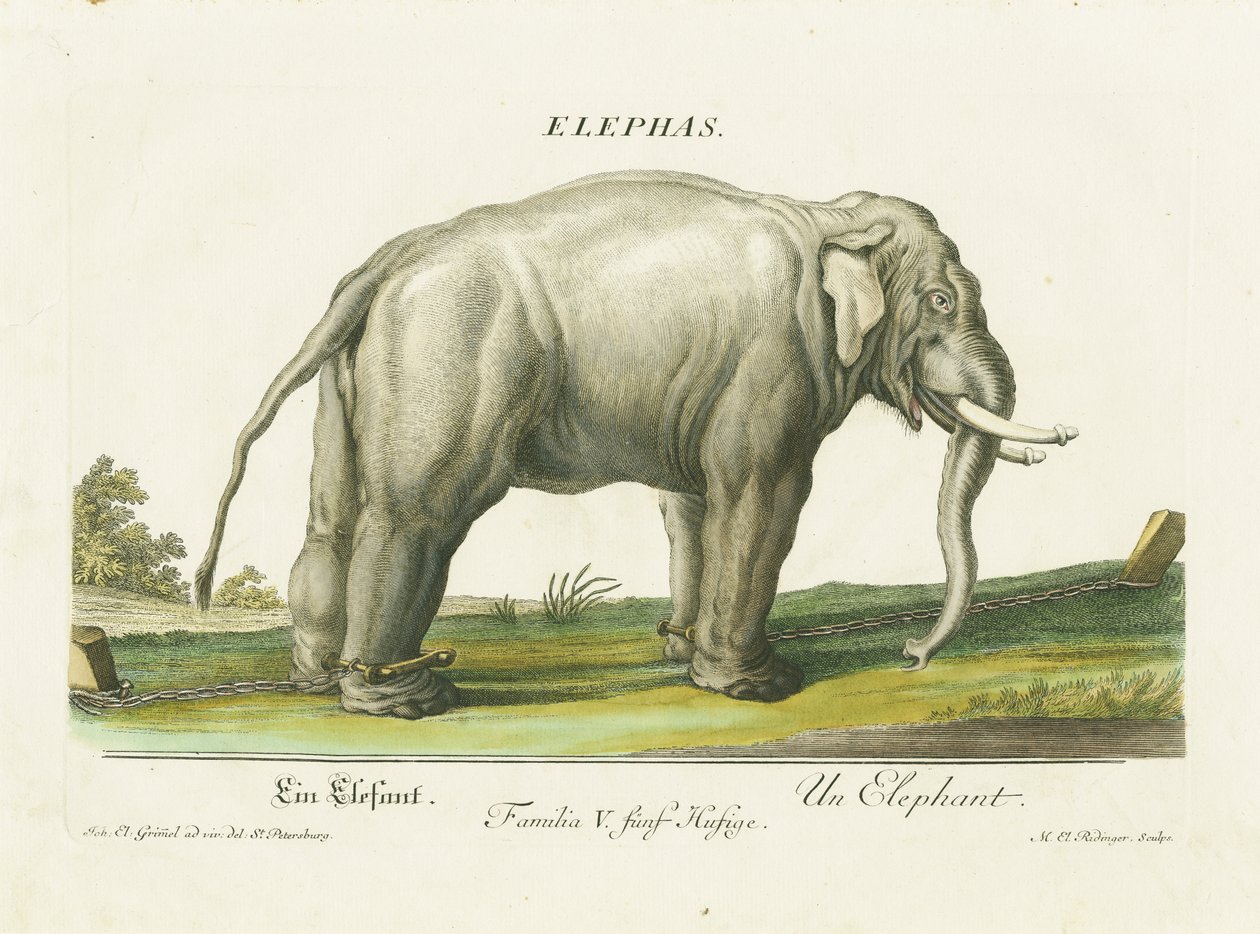 Asian Elephant in Chains by Martin Elias Ridinger