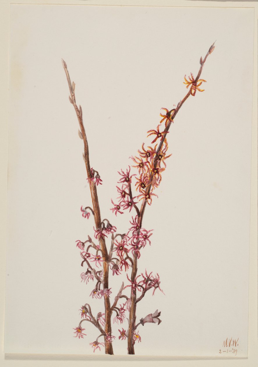 Plant Study by Mary Vaux Walcott: Premium art reproduction