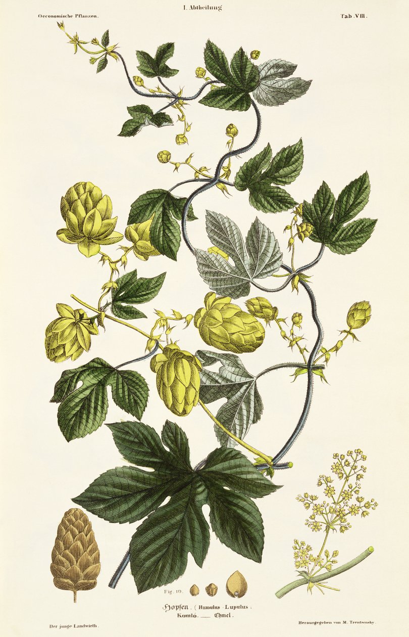 Hop Vine, from 'The Young Landsman' by Matthias Trentsensky