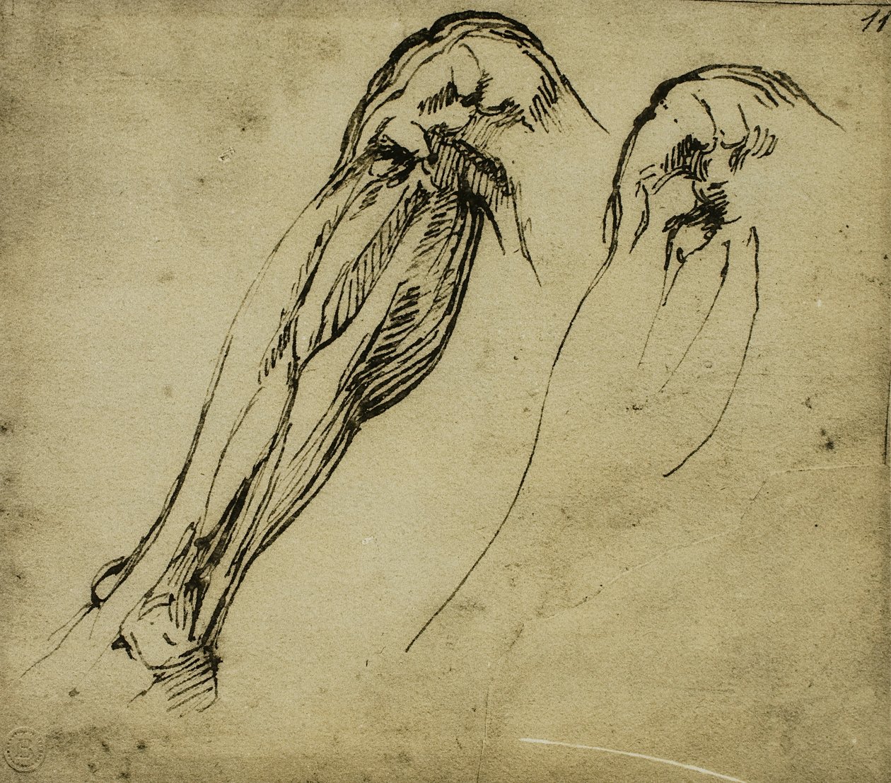 Anatomical Studies of a Leg by Michelangelo Buonarroti