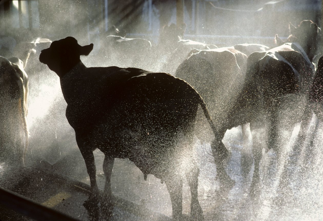 Dairy cows are washed in a shower before being milked at Kibbutz Yotvata