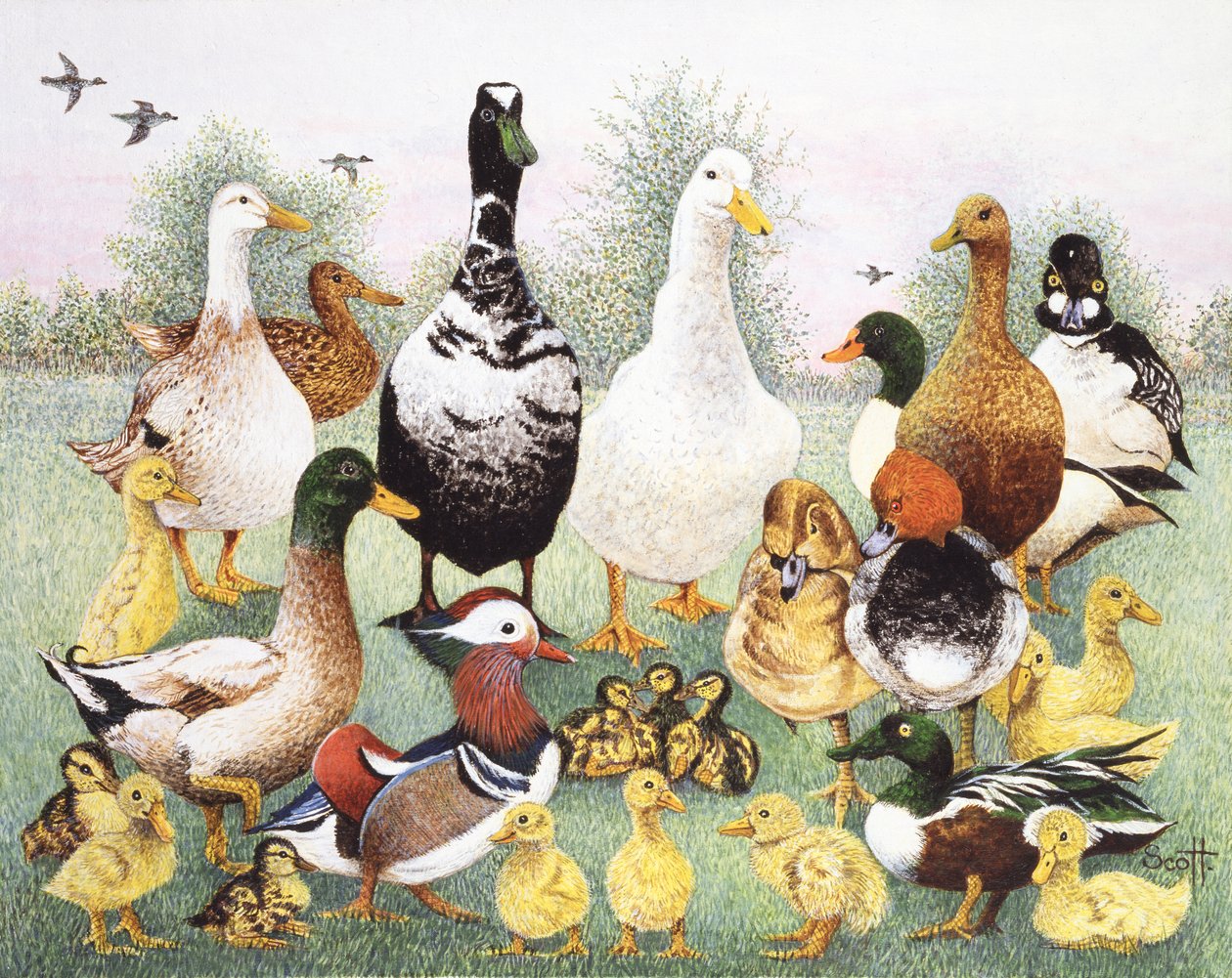 Hello Ducks by Pat Scott: Highest-quality art reproduction