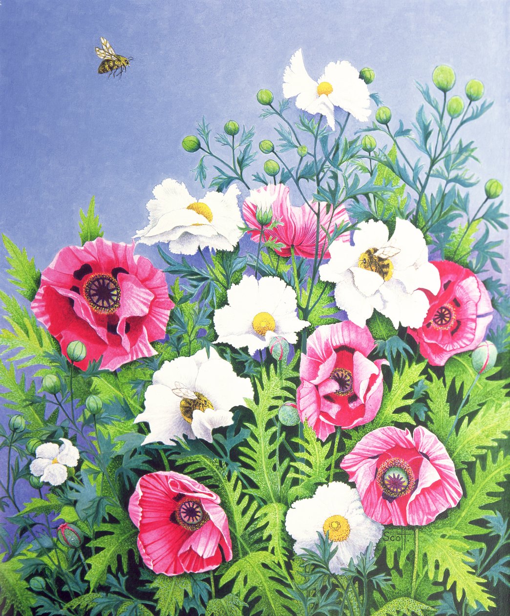 Honey Bee, Honey Bee by Pat Scott: Buy fine art print