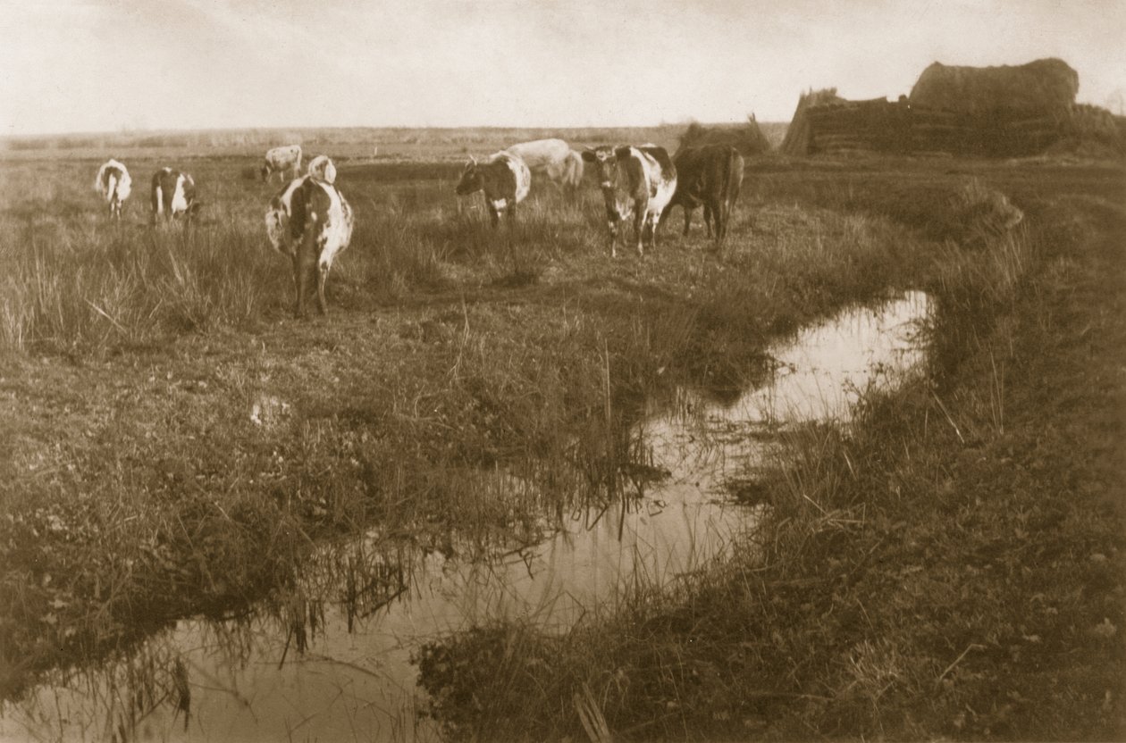 Cattle on the Marsh by Peter Emerson und Thomas Goodall