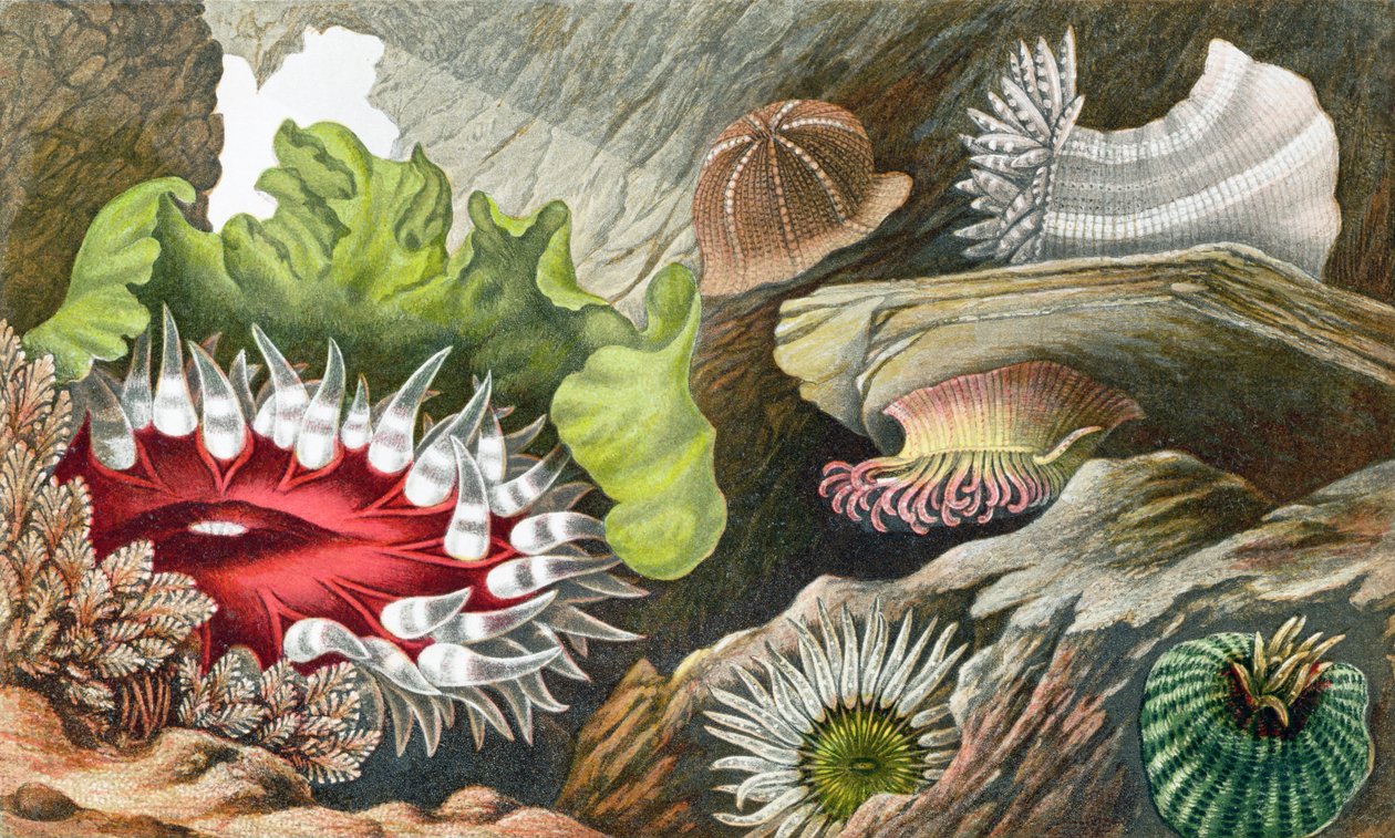 The Gem Pimplet, the Glaucus Pimplet and the Red Speckled Pimplet ...