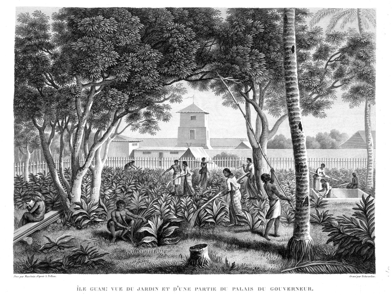 Island of Guam: Natives at Work in the Garden of the Governor's Palace ...
