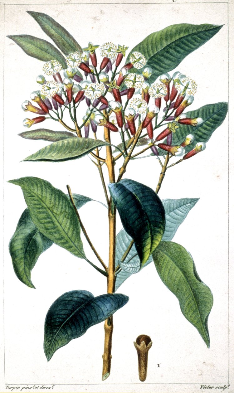 Clove tree and clove, middle of the 19th century