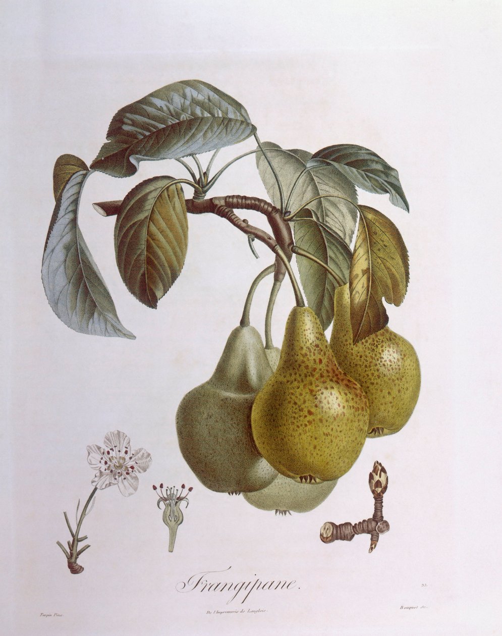 Pears, Henry Louis Duhamel du Monceau, botanical plate