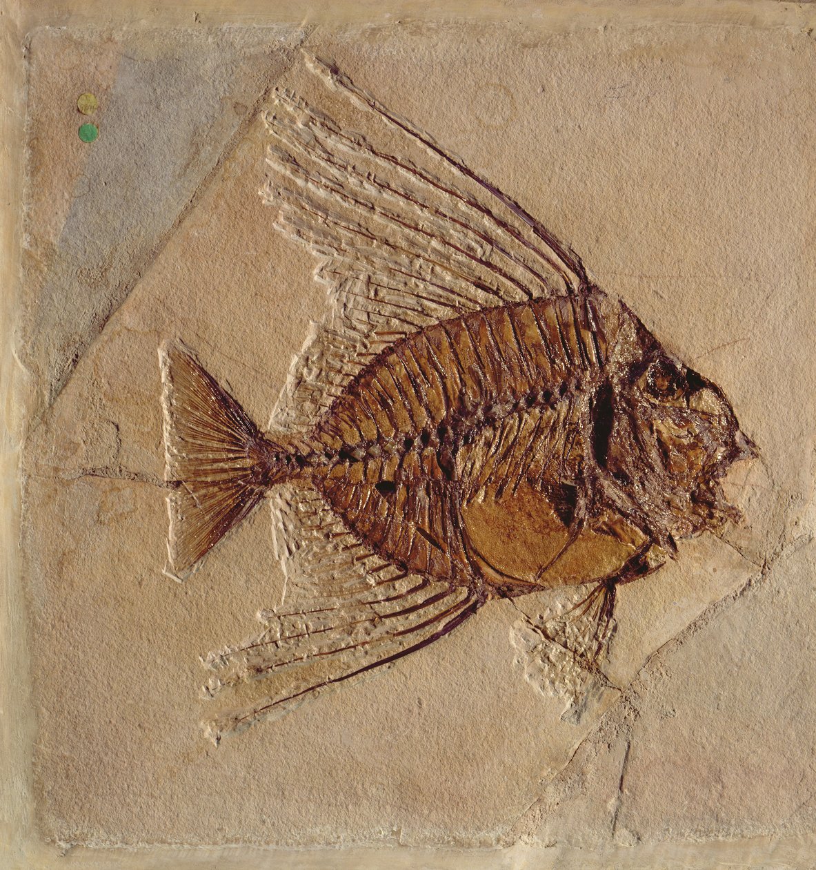 Fish (fossil) by Prehistoric: Buy fine art print