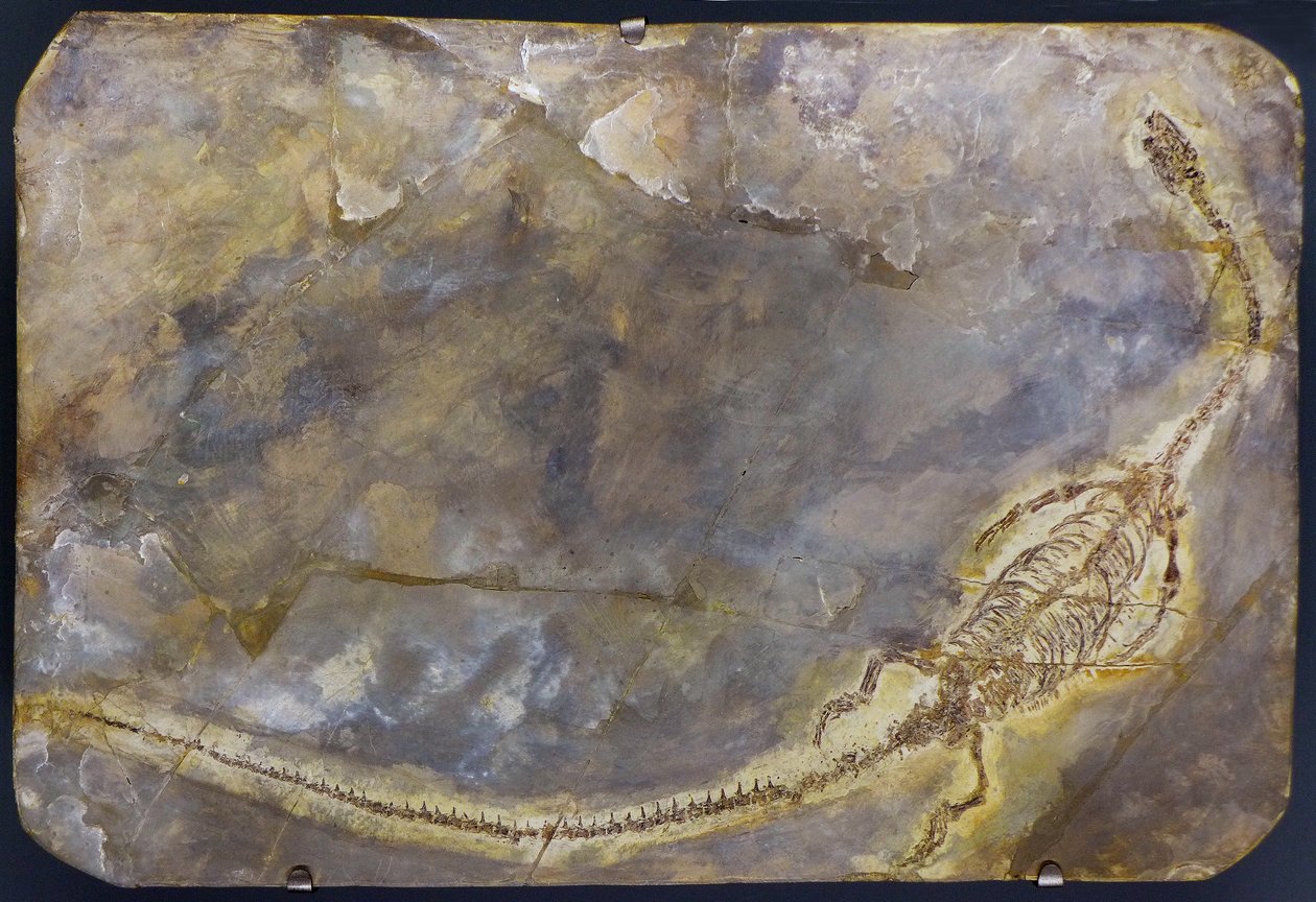 Hyphalosaurus Lingyuanensis Fossil