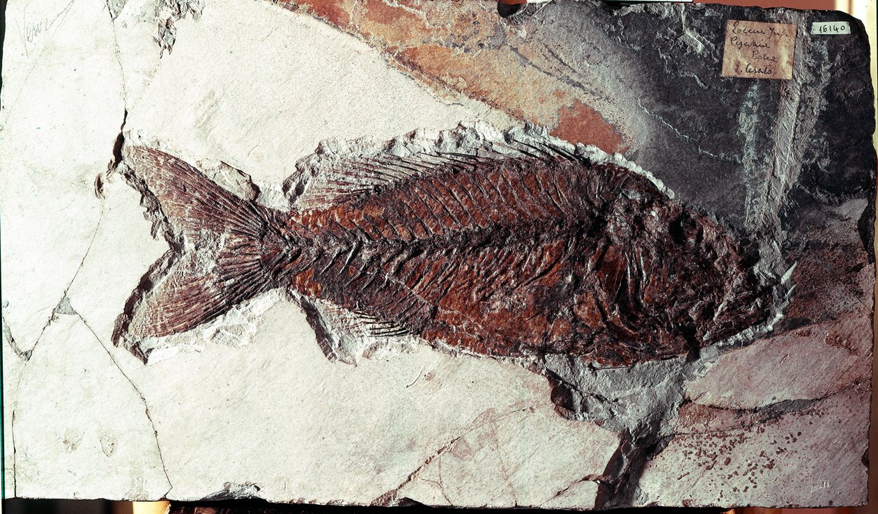 Prehistory: fossil of Sparnodus Elongatus fish from the site of Mount ...