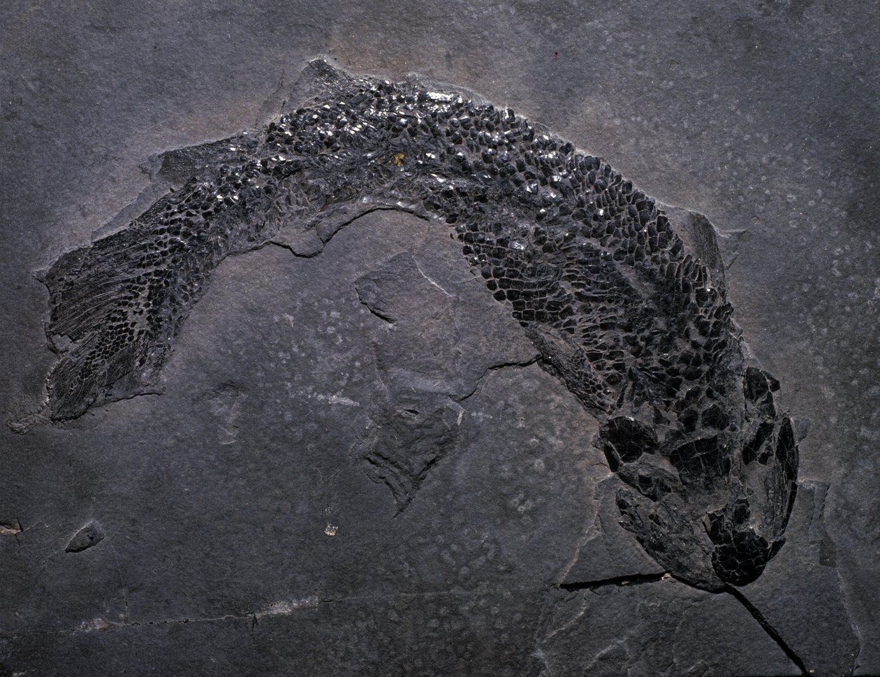 Prehistory: species of fossil Gyroptichus, Paleozoic era, Devonian ...