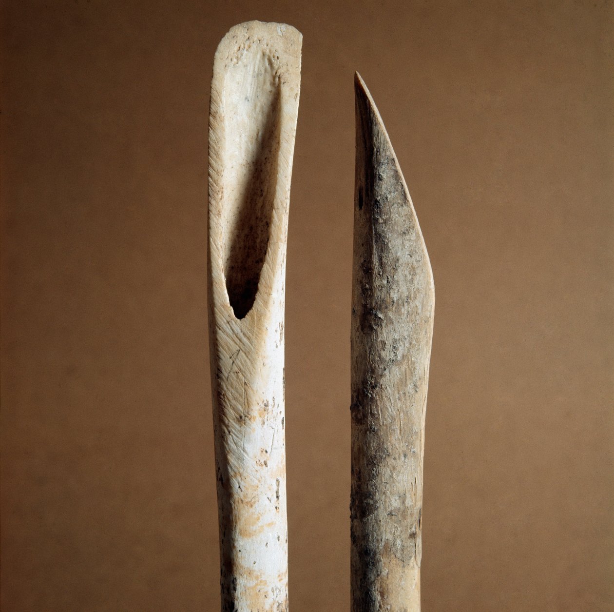 Prehistory: Tools to Remove Bark from Shin Bones of Goat and Sheep from ...