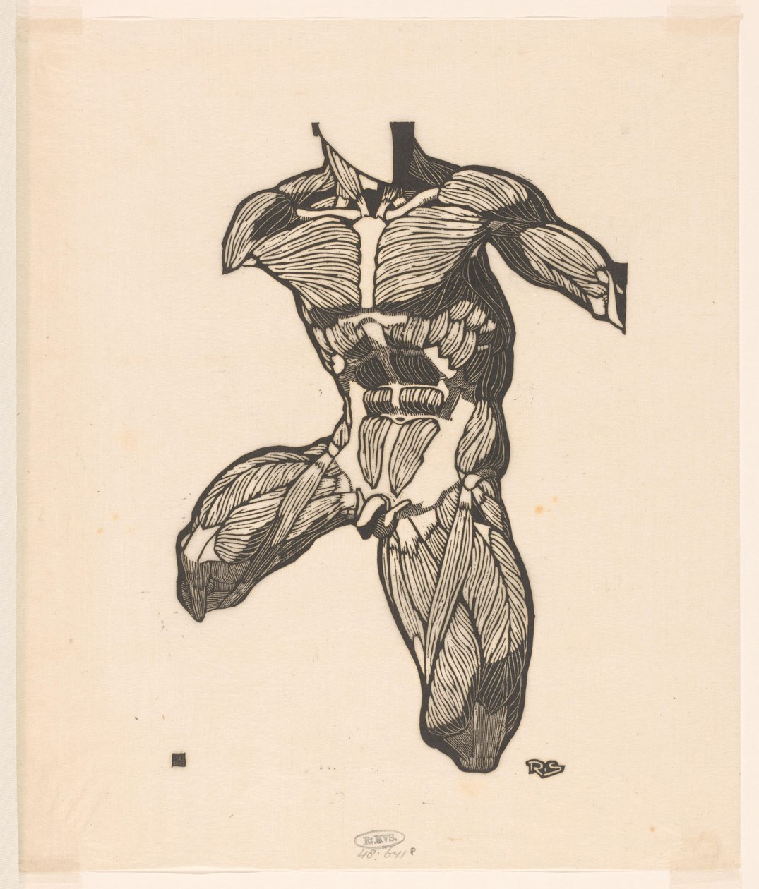Anatomical Study of the Neck, Abdominal, and Thigh Muscles of a Man