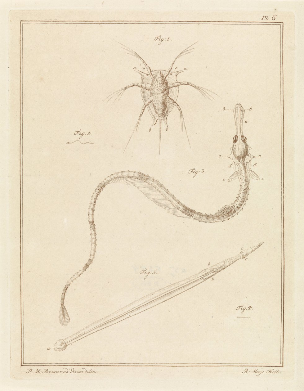 Common Barnacle, Greater Pipefish, and a Type of Arrow Worm