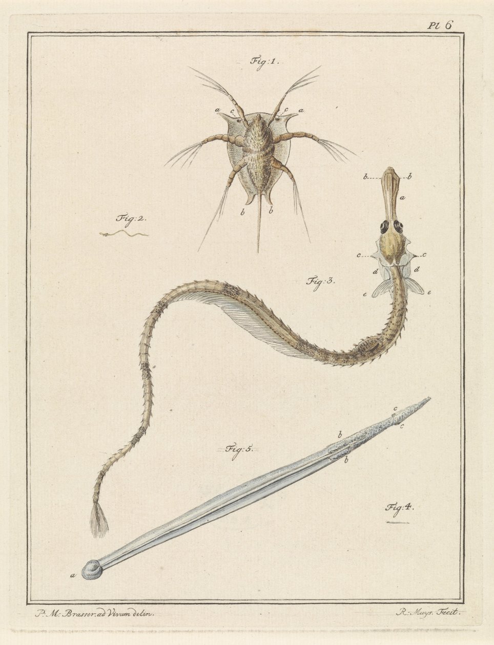 Common Barnacle, Greater Pipefish, and a Type of Arrow Worm