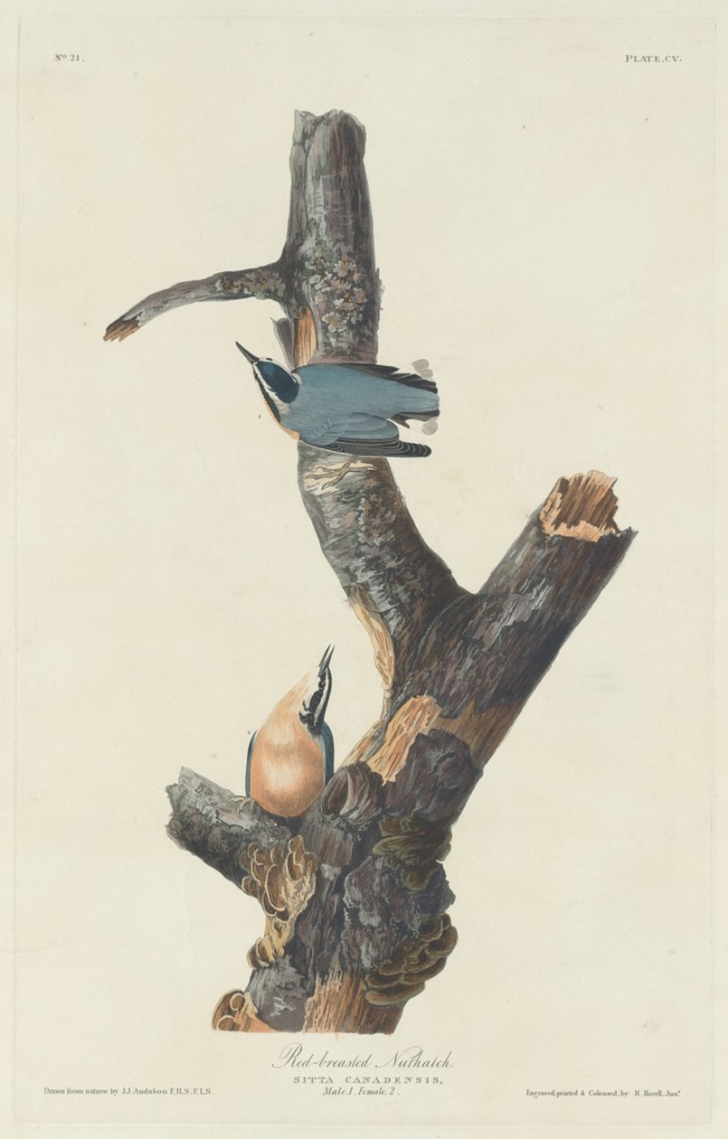 Red-breasted Nuthatch