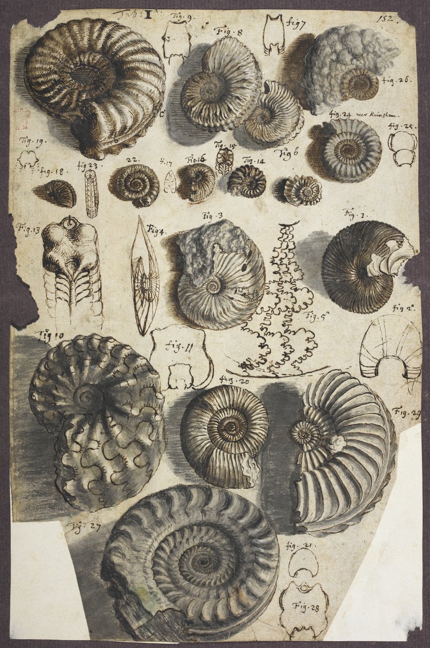 Snake-stones (ammonites) by Robert Hooke: Fine art print