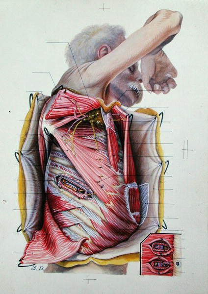 Dissection of the Right Lateral Face of the Thorax, from a Book on Anatomy