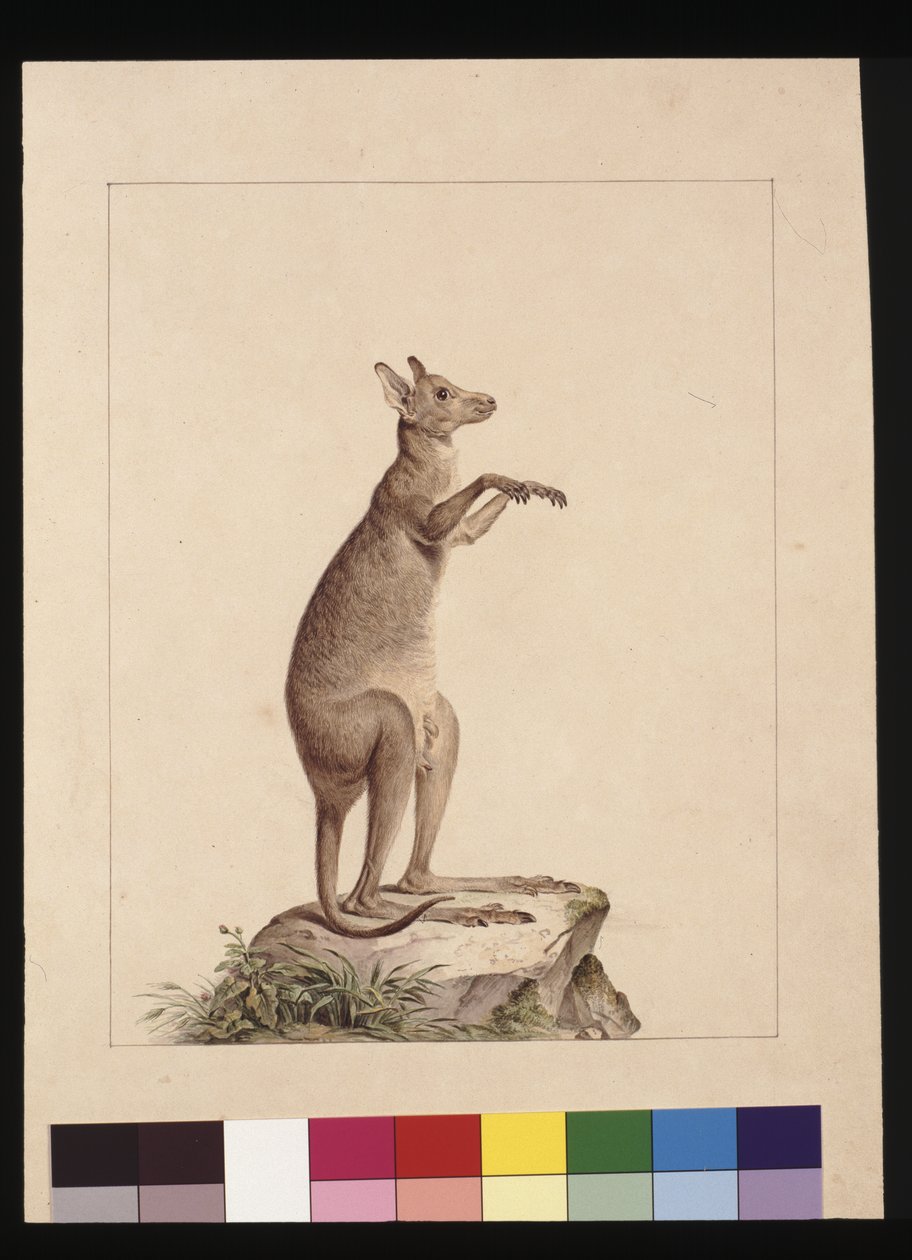 A Kangaroo, now known as a Kangaroo by Sarah Stone