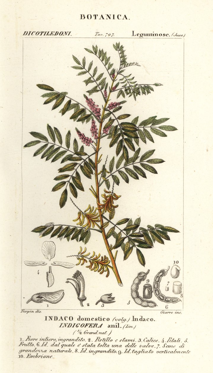 Indigofera Tinctoria Illustration