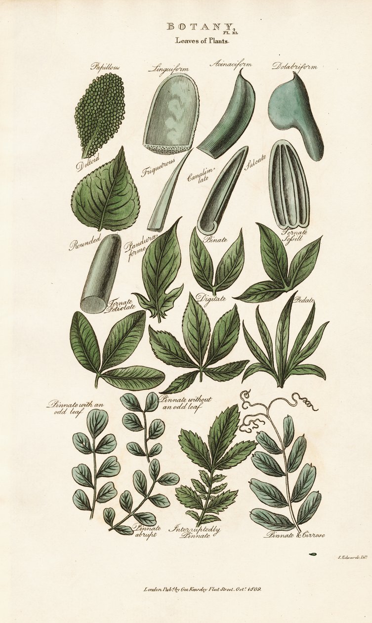 Compound Leaf Forms in Botanical Morphology