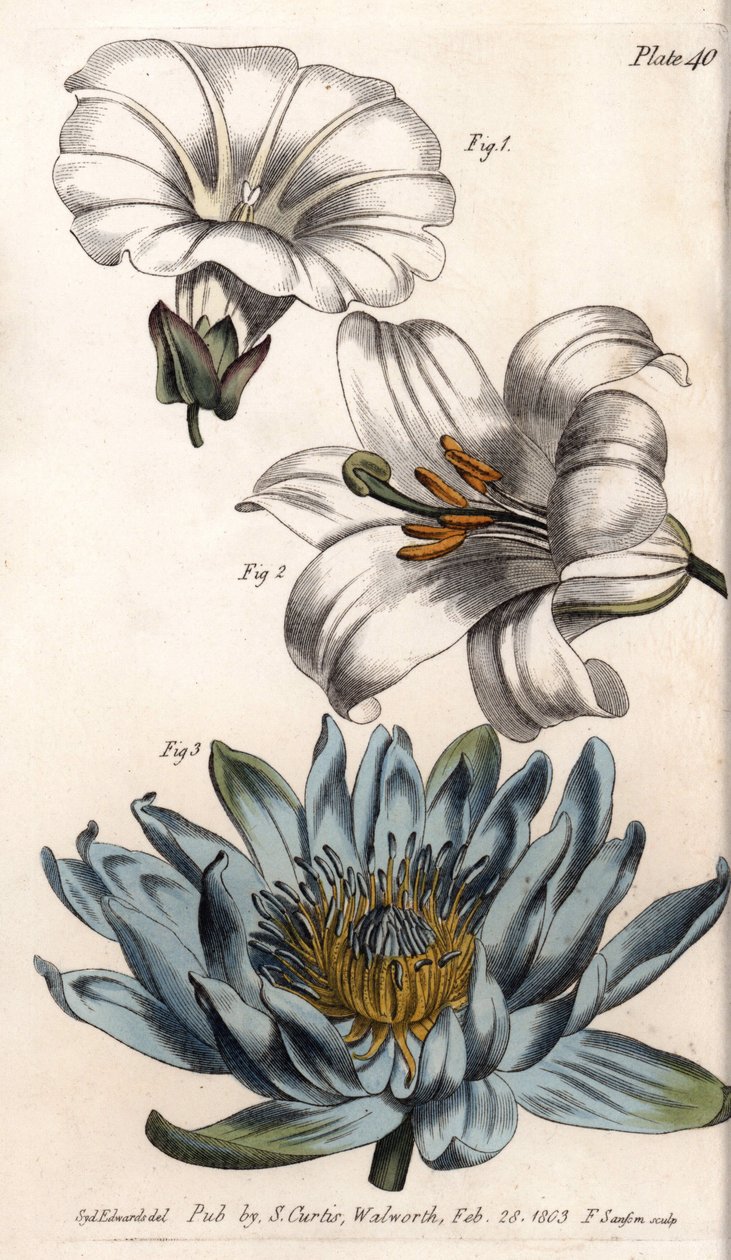 Corolla Flower Drawing