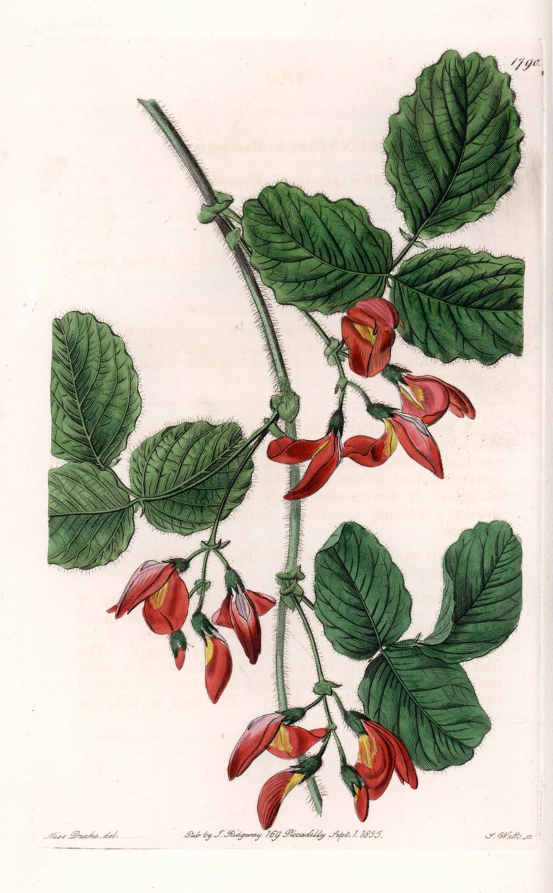 Kennedia macrophylla, plant native to Australia, rare endangered ...